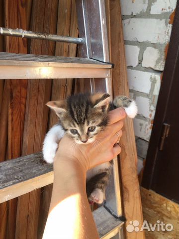 Отдам в добрые руки