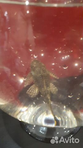 Сомик (присоска)