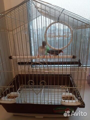 Птицы амадинки 2