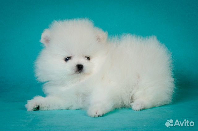 Шенок шпица Красивая девочка