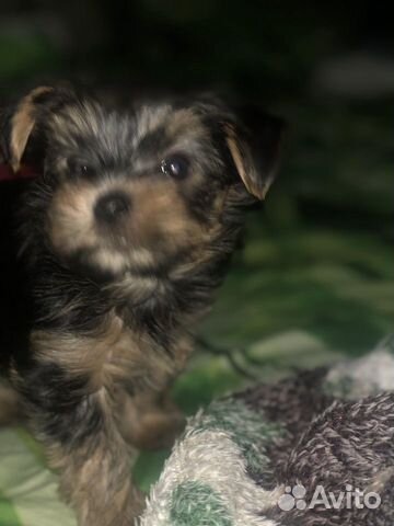 Беби мальчик Йорик Красавец