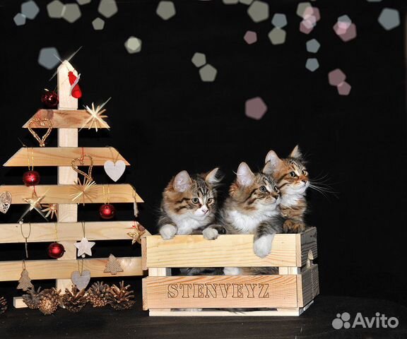 Сибирячок лесной полосатик