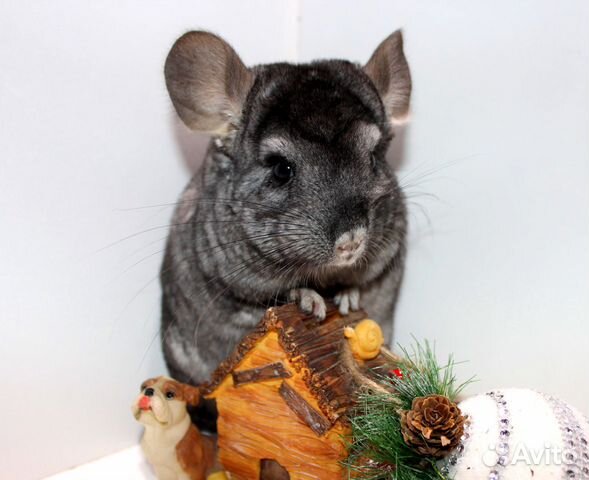 Шиншилла Эбони средний носитель фиолета девочка