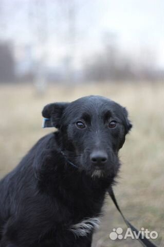 Малыш Рик ищет дом