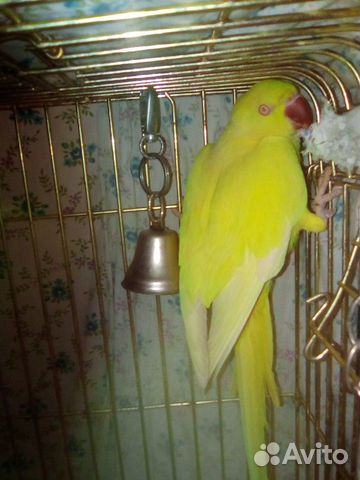 Ожиреловый попугай