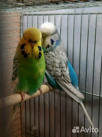 Пара выставочных волнистых попугаев