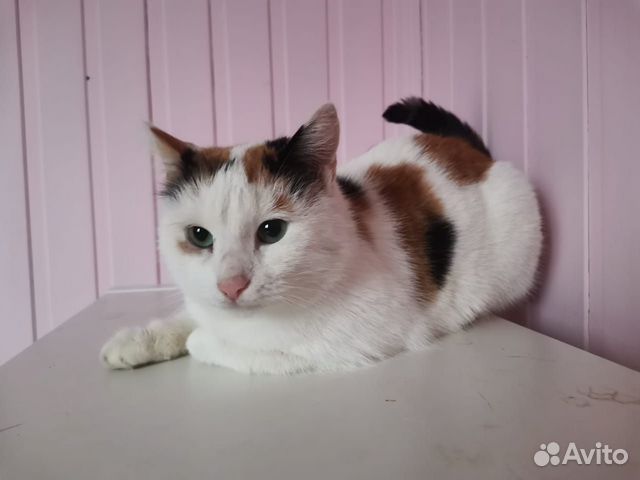 Ненси ищет дом