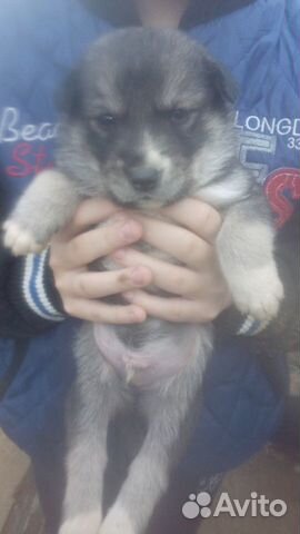 Помесь хаски с маламутом