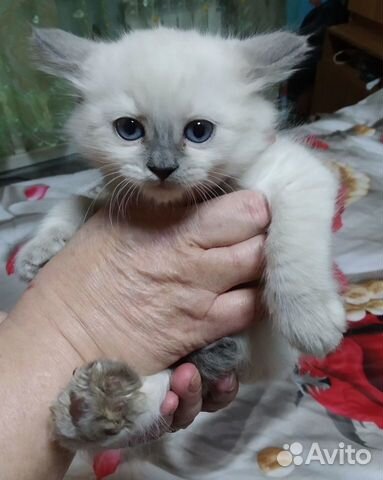 Маленький тайский котенок-девочка 1.5 месяца