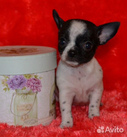 Элитная мини чихуашка