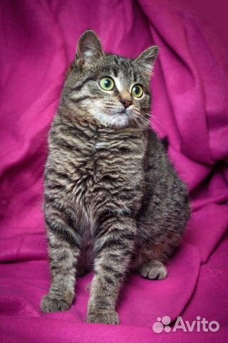 Котенок в добрые руки
