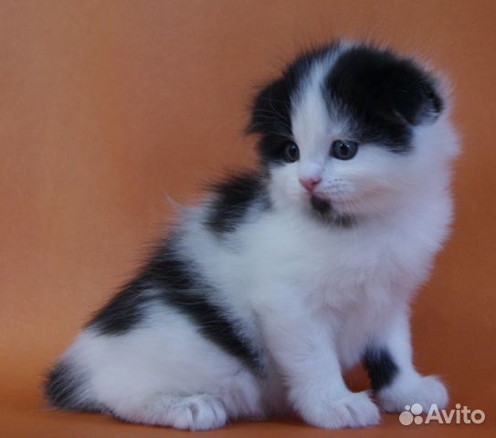 Шотландская девочка Scottish Fold
