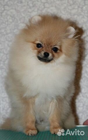 Щенки. Вязка