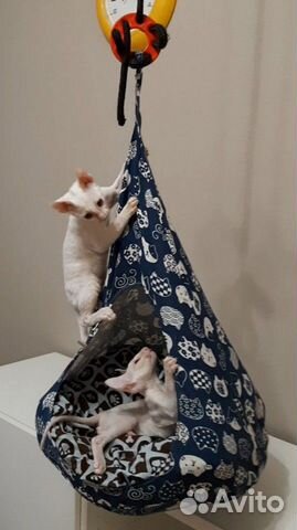 Корниш Рекс котята