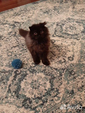 Шотладская вислоухая