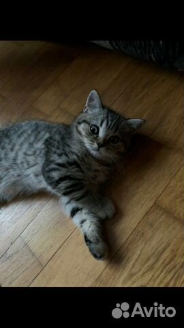 Британский котенок (2 мес) мальчик