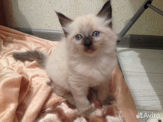 Котята Невской маскарадной