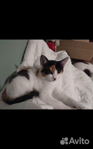 Котенек трехцветка