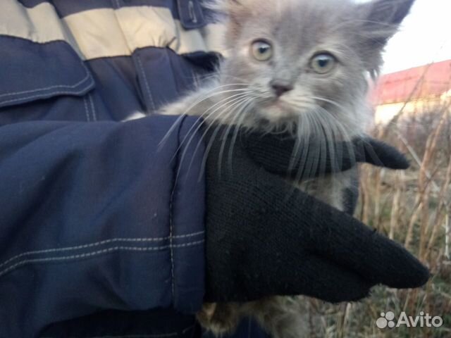 Котята русской голубой кошечки в дар