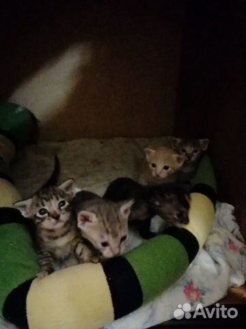 Котятки орика