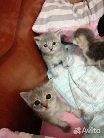 Красивые котята от кошки-мышеловки