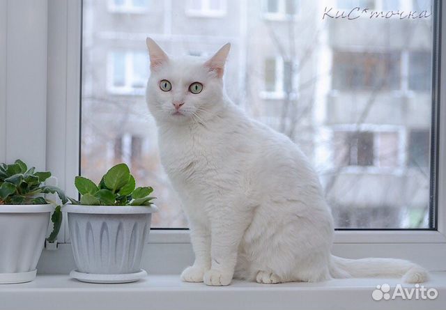 Это Жасмин и у неё почти нет шанса стать домашней