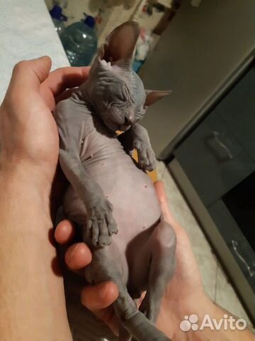 Котенок донской сфинкс