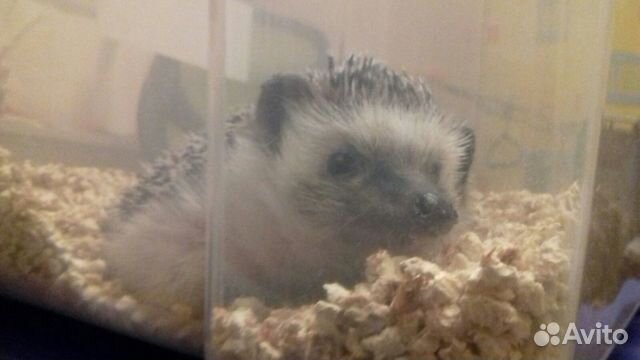 Ёж Африканский карликовый.Бесплатно