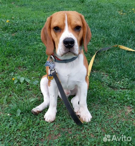 Биглюша вязка