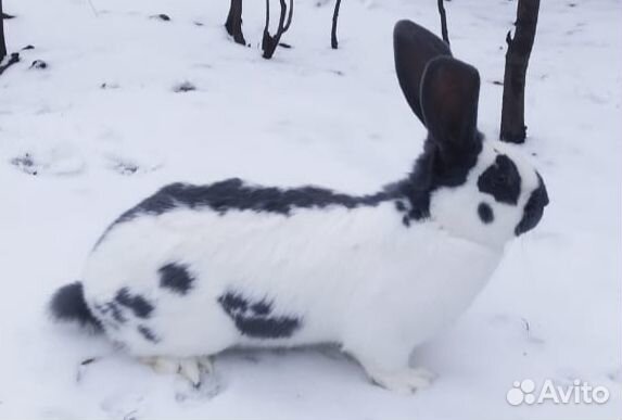 Кролики Немецкий Пестрый Великан(строкачи)