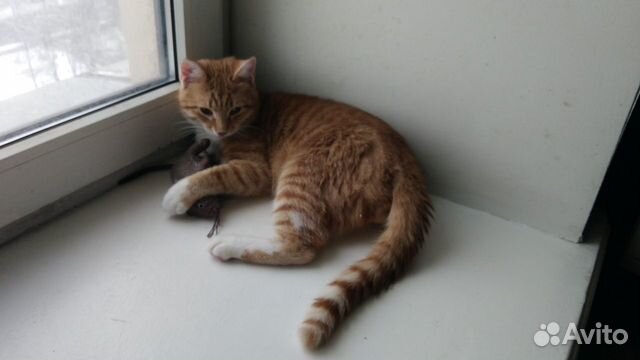 Котик Шпунтик