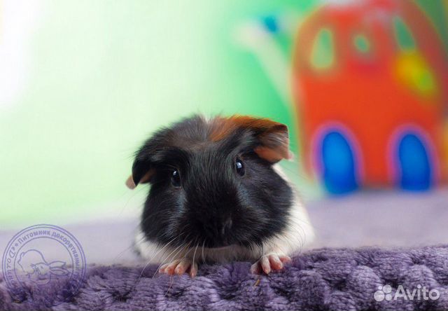 Морская свинка крестед тортик трехцветная девочка