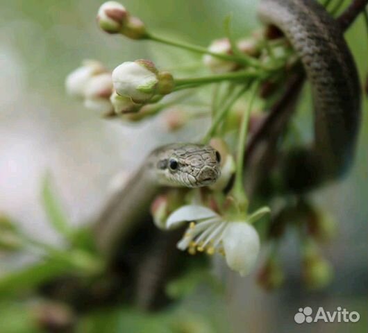 Узорчатый полоз