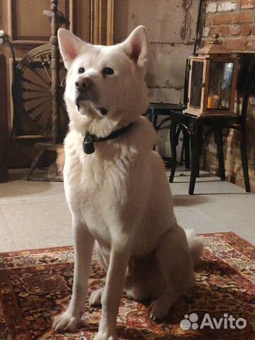 Вязка акину ину кобель