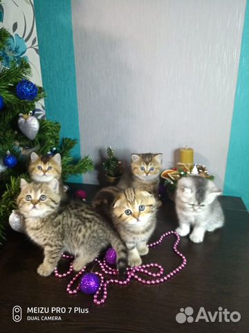 Шотландские котята