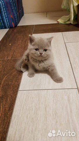 Британские котята