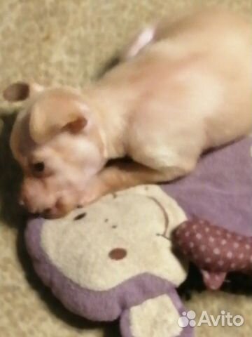 Щенок той-терьер девочка полтора месяца