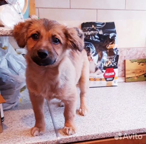 Колобок 4 мес 20см