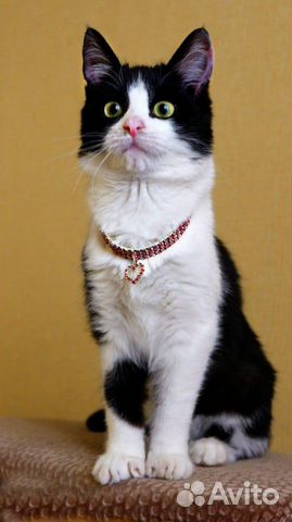 Маруся в добрые руки