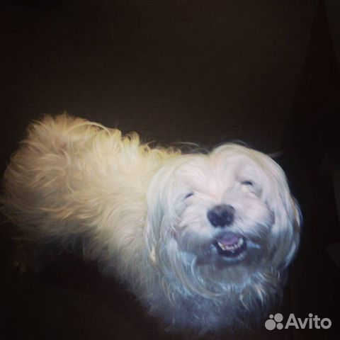 Отдам собаку, порода мальтезе, 2008 г.р