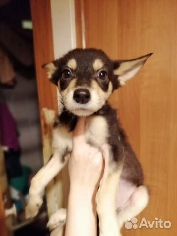Катюха
