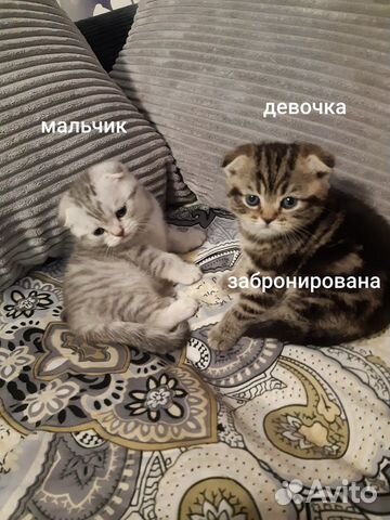 Шотландская