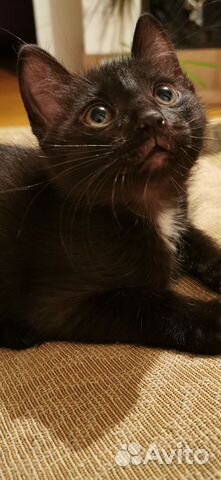 Шоколадная кошечка 2 мес
