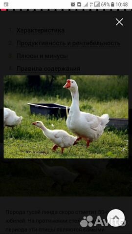 Гусята линда,итальянец