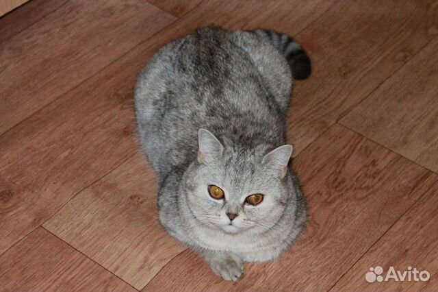 Кошечка ищет жениха