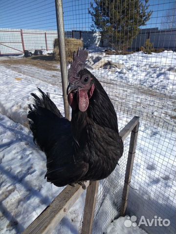 Петухи ухей-илюй