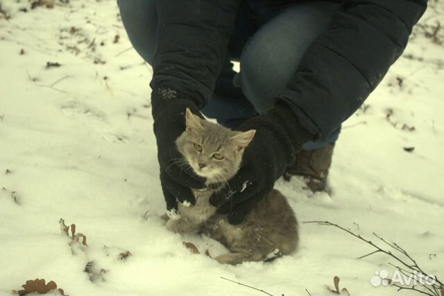 Дымчатый котик из мема Печаль-беда