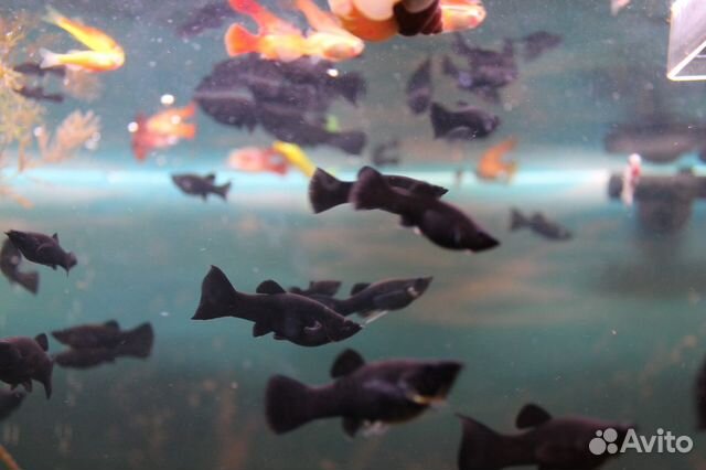 Молинезия черная