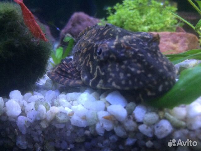 Парчовый сомик (плекостомус)