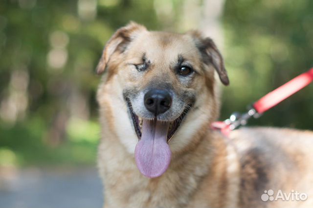 Солнечная Рыжуля в поисках счастья